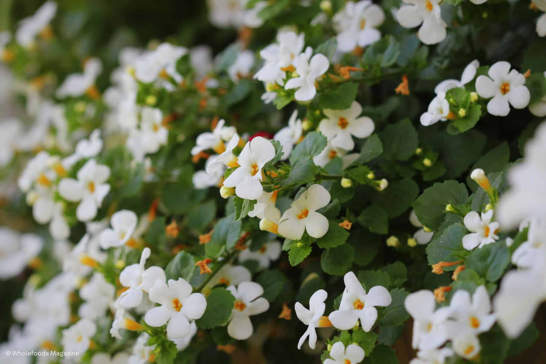 The Many Benefits of Bacopa Monnieri – Healthy is Happy